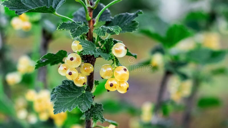 Red currants in the garden stock photo. Image of freshness - 27638522