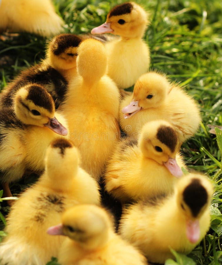 Yellow Cute Chicks and Ducks 2 Stock Photo - Image of animal, chicken ...