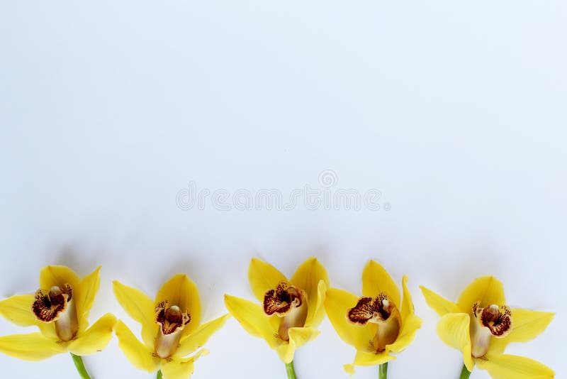 Yellow Cute Flowers White Background Stock Photo - Image of decoration ...