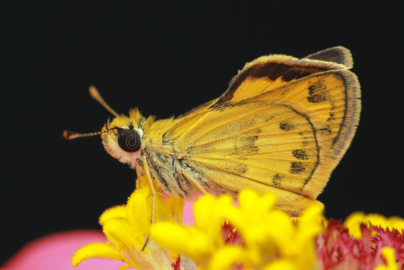 Yellow Cutest Butterfly on Flowers Stock Image - Image of pollinator ...