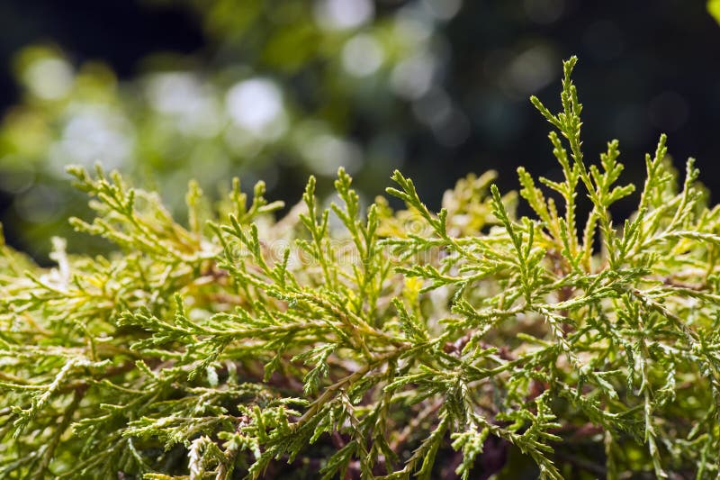 Yellow cypress stock image. Image of balcony, flowers - 15265017