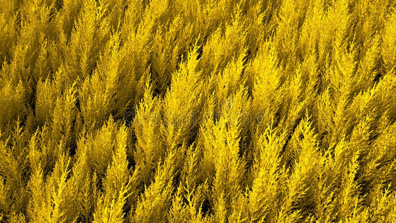 Yellow Cypress Leaves Background. Stock Image - Image of nature, leaves ...