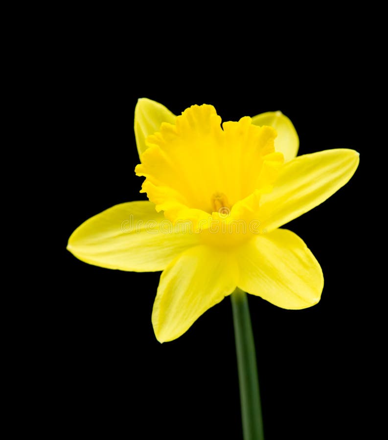 Yellow daffodil stock photo. Image of beauty, easter - 13423710