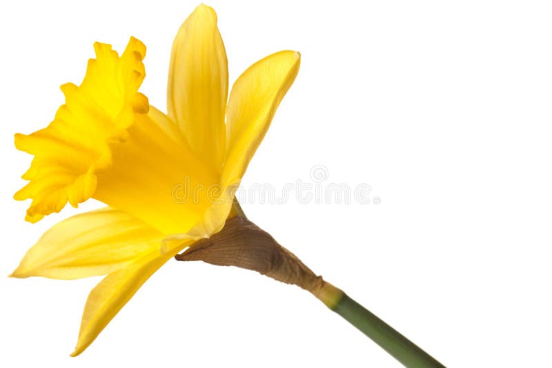Daffodil plants stock photo. Image of petal, minimalist - 2315068