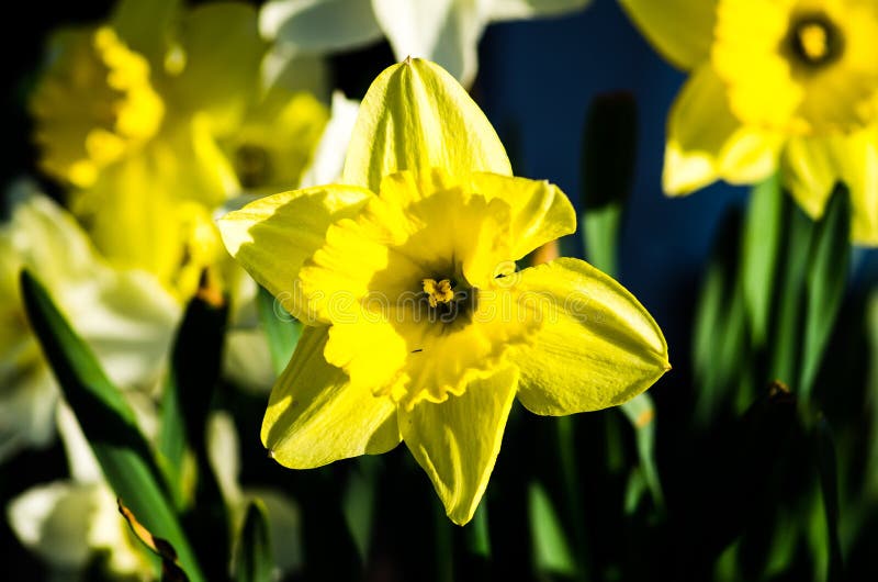 Yellow daffodil stock image. Image of outdoors, daffodil - 90502937