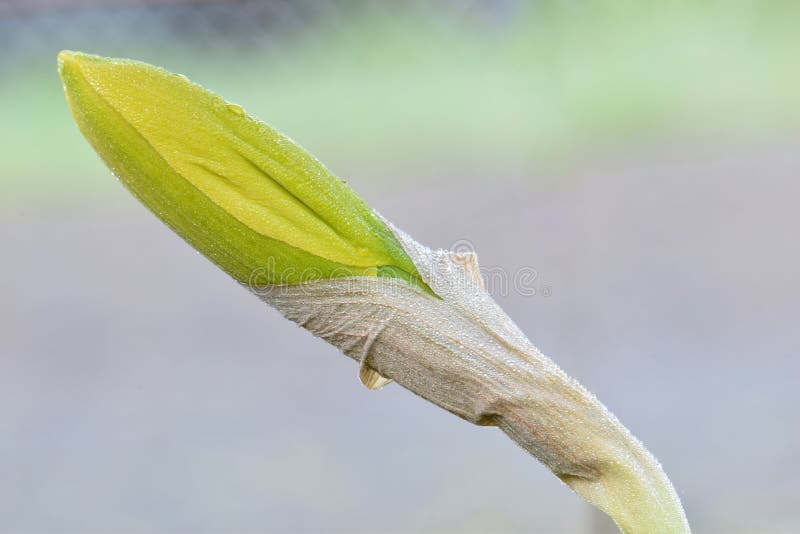 Wild Yellow Daffodil Bud 05 Stock Image - Image of natural, yellow ...