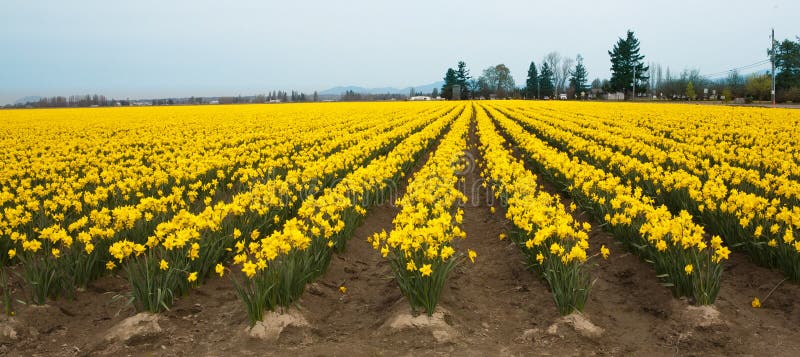 Yellow Daffodil Farm stock image. Image of field, colorful - 29267991