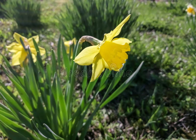 Yellow Daffodil. Spring Flowers are Yellow Daffodils. the First ...