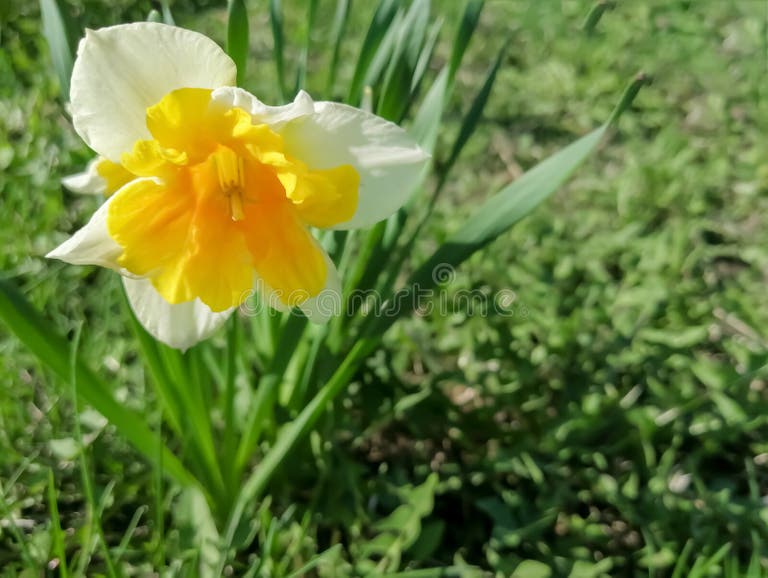 Yellow Daffodil. the First Daffodils Bloomed. Spring Flowers are Yellow ...
