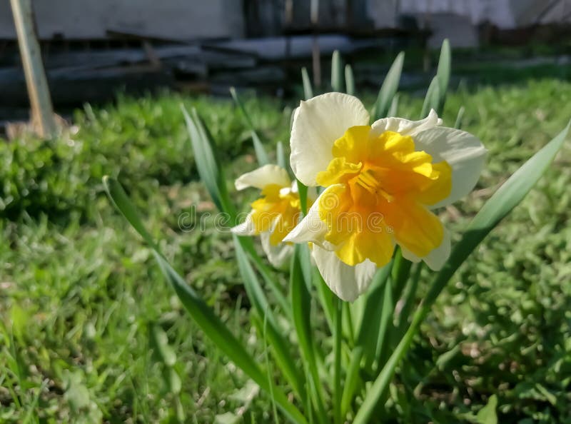 Yellow Daffodil. the First Daffodils Bloomed. Spring Flowers are Yellow ...