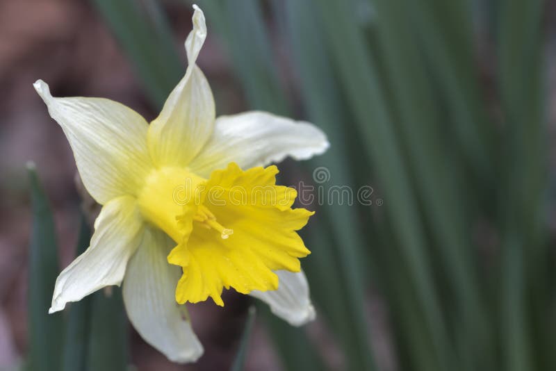 Yellow and blue fish angel stock image. Image of diving - 133501327