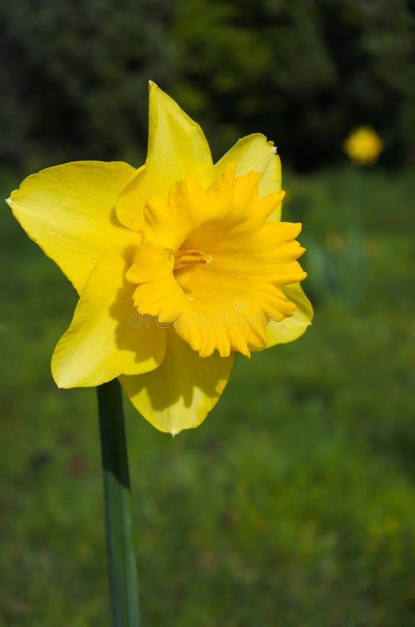 Yellow Daffodil Flower - Narcissus Plant Stock Photo - Image of bouquet ...