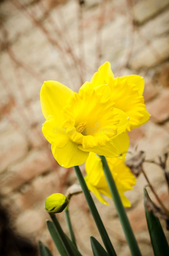 Yellow daffodil flower stock image. Image of springtime - 87887403