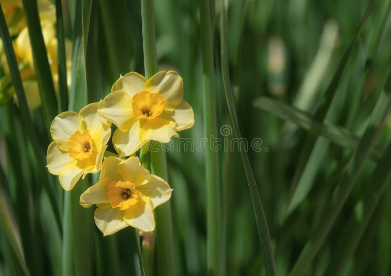 Yellow Daffodil Flowers Blooming in Spring Garden Stock Photo - Image ...