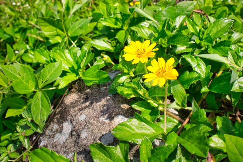 Yellow Wedelia Flowers in Front of a Greenery Background Stock Image ...