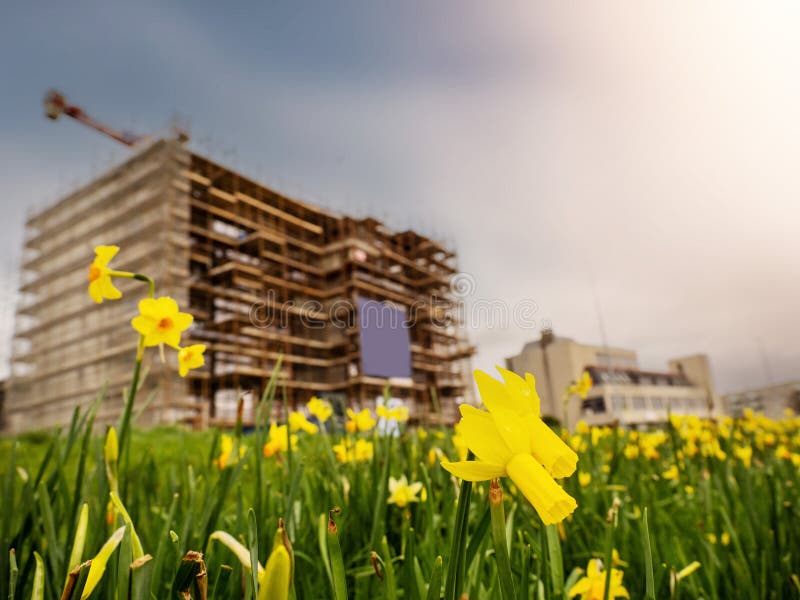 Yellow Daffodil in Foreground in Focus. Modern Building Construction ...