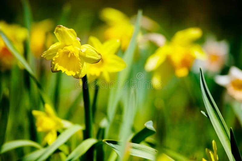 Yellow Daffodil Garden in Summer Stock Photo - Image of beautiful ...