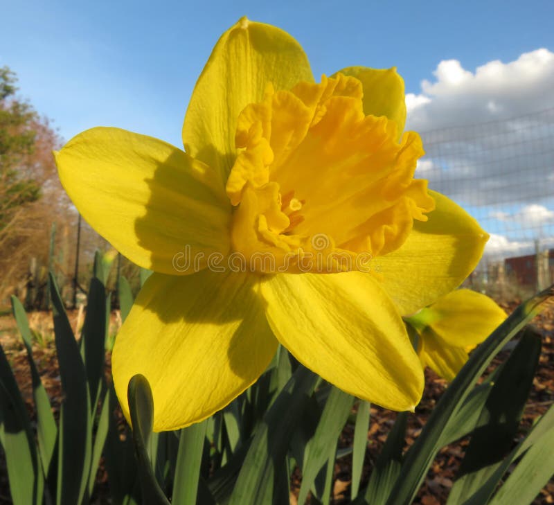 Daffodil, March Birth Flower. Birth Month Yellow Daffodil Flower Photo ...