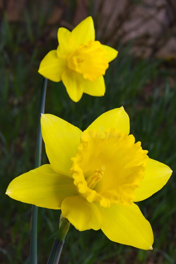 Yellow Daffodil Flower Pair 05 Stock Photo - Image of blossom, natural ...