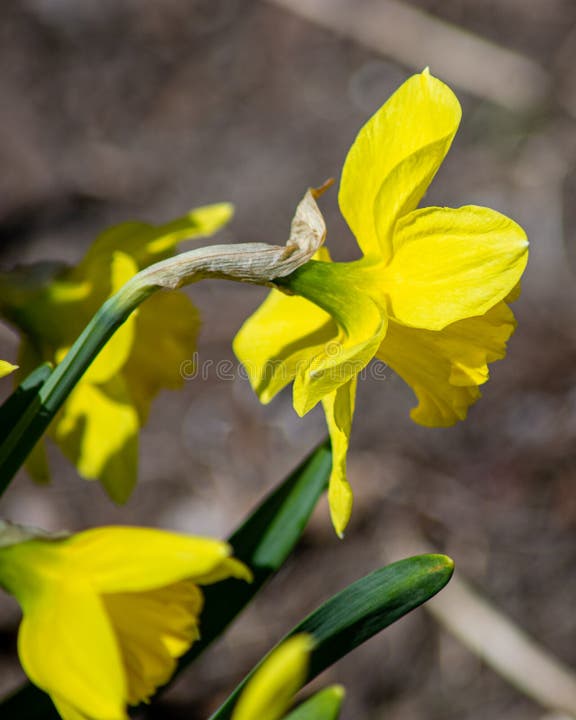 Yellow Daffodil Flowers Side Profile Stock Photo - Image of plant ...