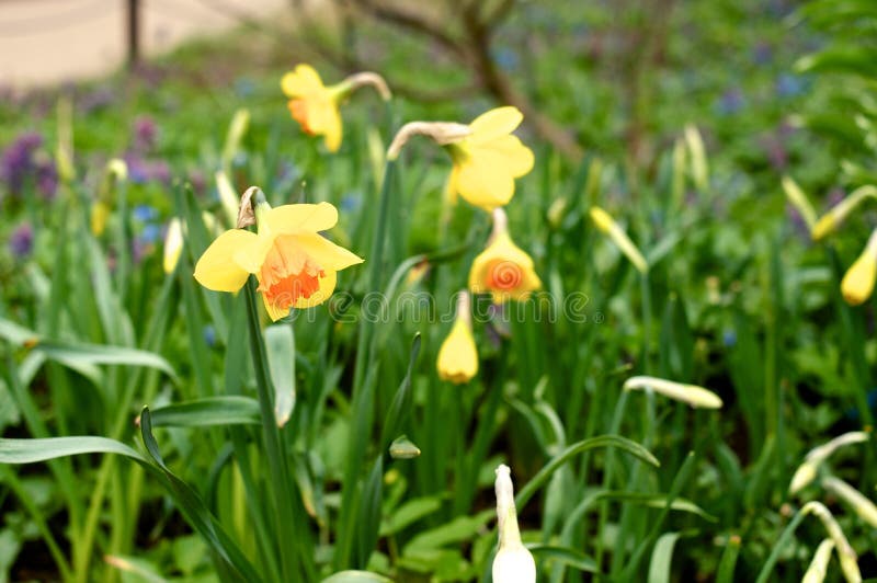 Yellow daffodil in spring stock image. Image of narcissus - 72293781
