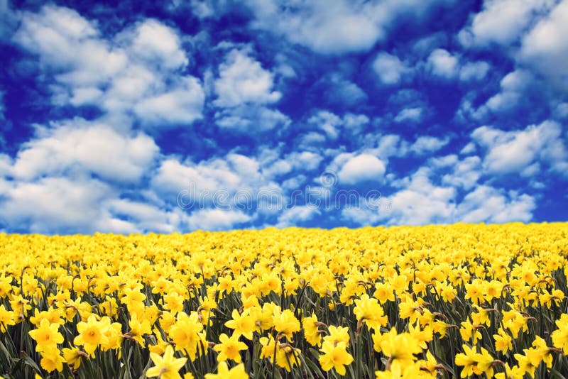 Yellow daffodils stock photo. Image of spring, countryside - 1631524
