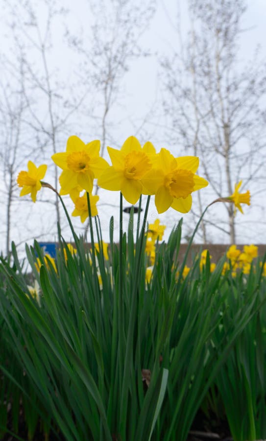 Cluster of Yellow Flowers Macro Stock Image - Image of flora, nature ...