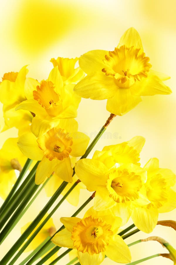 Daffodils stock image. Image of yellow, season, spring - 2191041