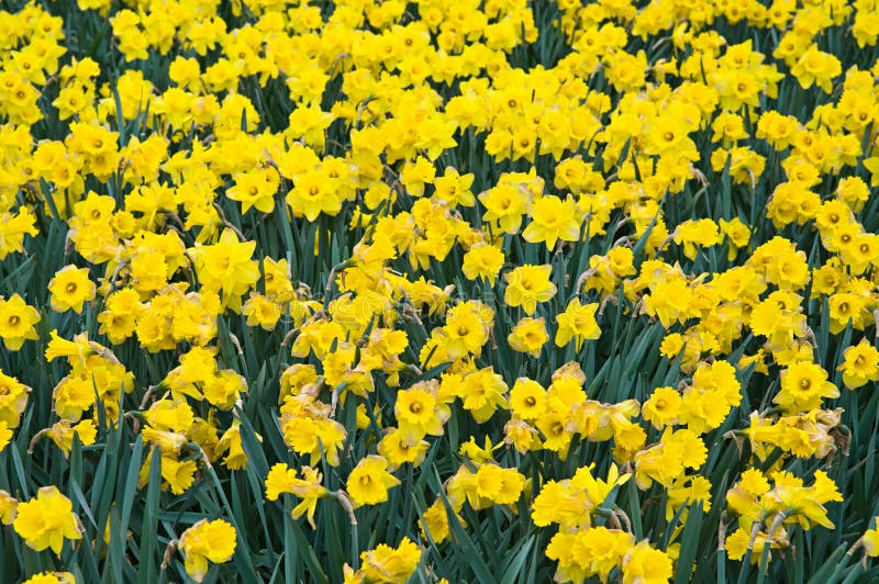 Yellow daffodils stock photo. Image of stem, narcissus - 5508222