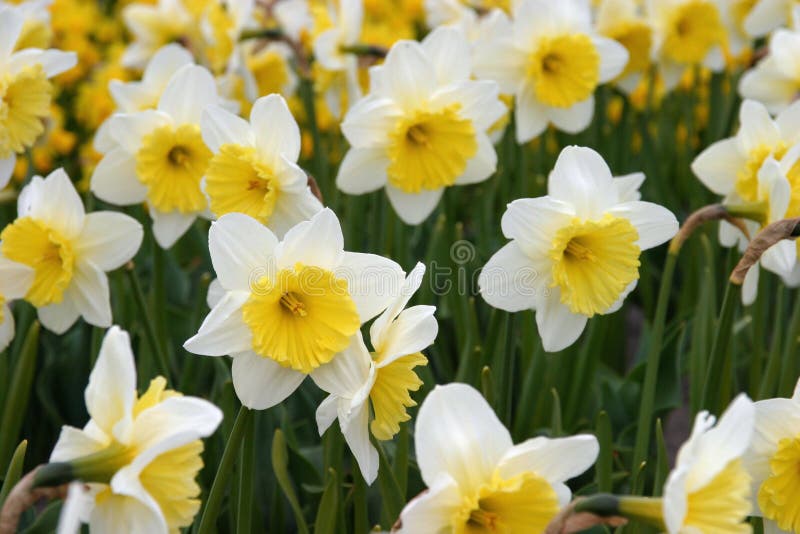 77,592 Daffodils Stock Photos - Free & Royalty-Free Stock Photos from ...