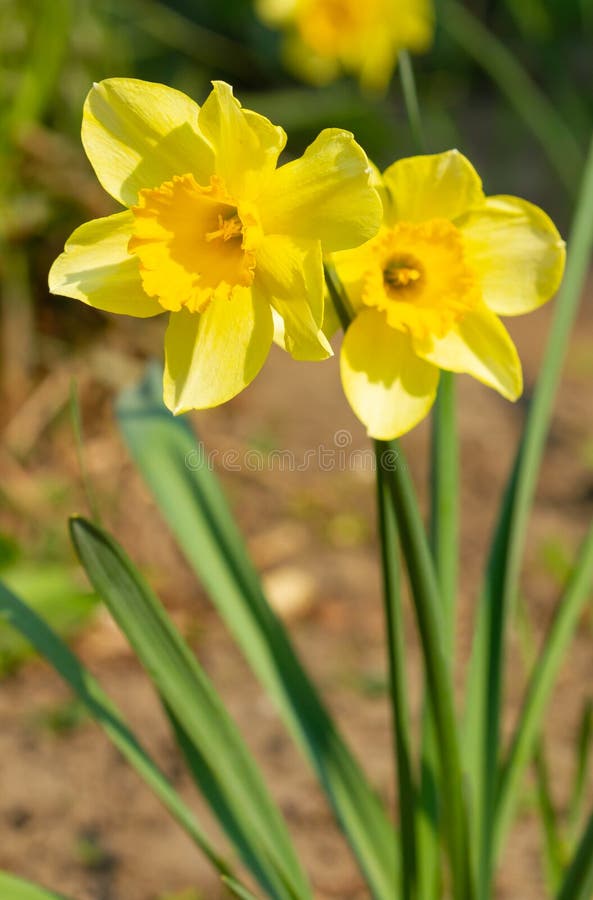 Yellow daffodils bloomed stock image. Image of nature - 177466339