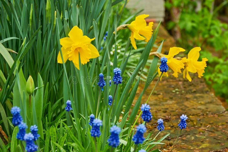 Yellow Daffodils and Blue Muscari in the Spring Garden. Spring Flowers ...