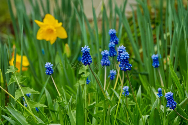 Yellow Daffodils and Blue Muscari in the Spring Garden. Spring Flowers ...