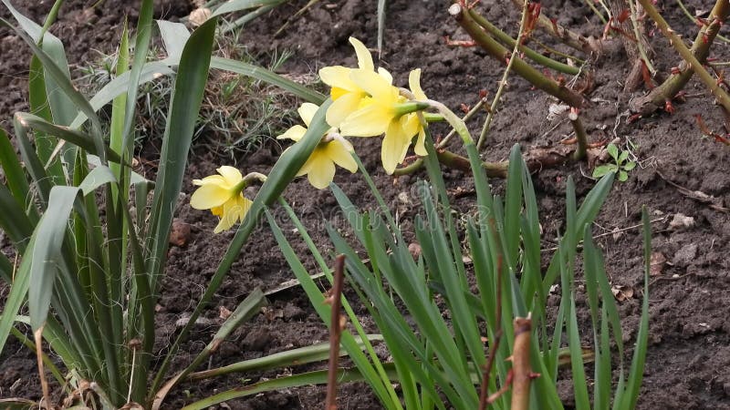 Yellow Daffodils Dancing in Gentle Breeze Stock Footage - Video of ...