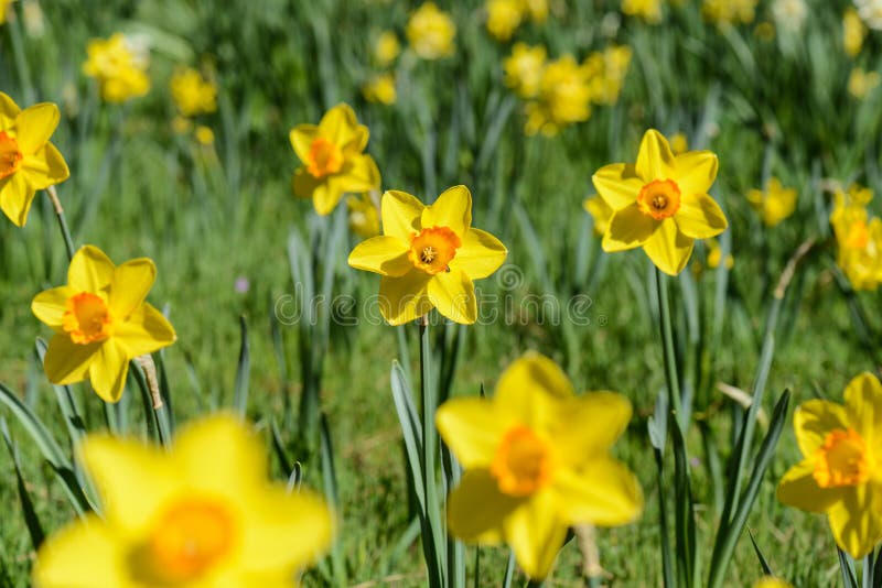 Yellow Daffodils stock image. Image of beauty, large - 38066011