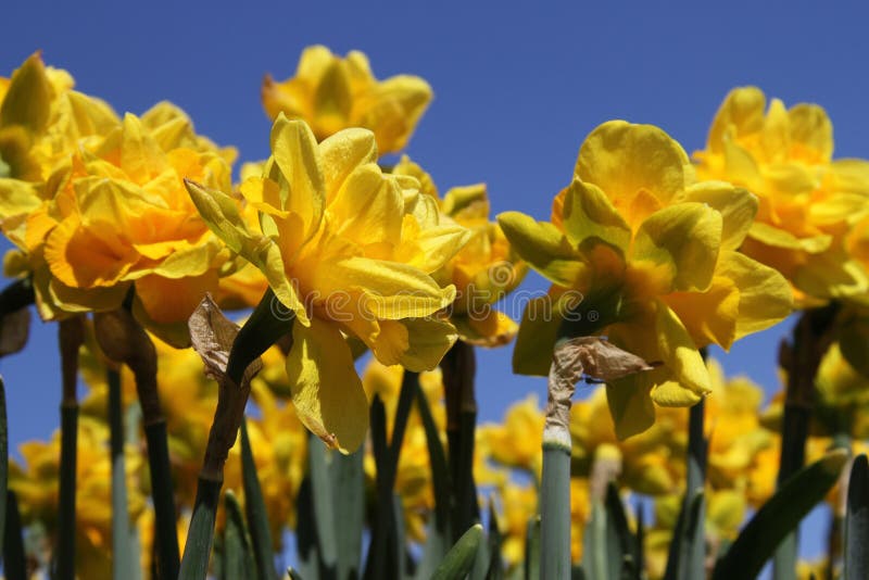 Yellow daffodils stock photo. Image of field, holland - 32009748
