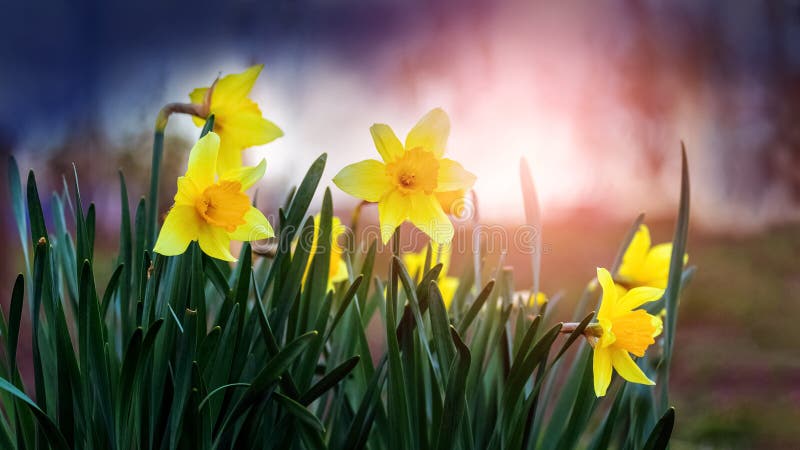 Yellow Daffodils on a Flower Bed in Spring in Sunny Weather Stock Photo ...