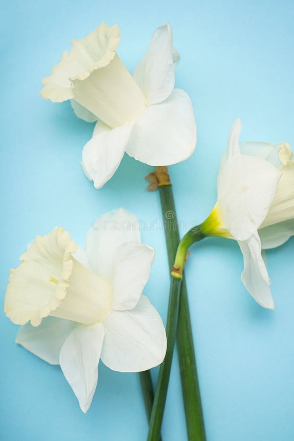 Yellow Daffodils Flowers on a Blue Background, Vertically. Top View ...