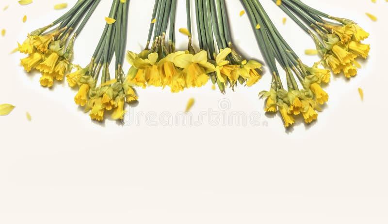Yellow Daffodils Flowers with Petals on White Background, Top View ...