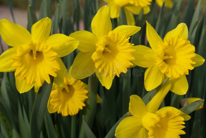 Yellow Daffodils Flowers Sprouting Stock Photo - Image of couple ...