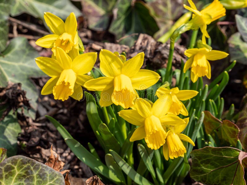 Yellow Daffodils Grow in Spring Stock Photo - Image of easter, petals ...