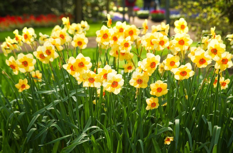 Spring Landscape with Yellow Daffodils. Keukenhof Garden Stock Photo ...
