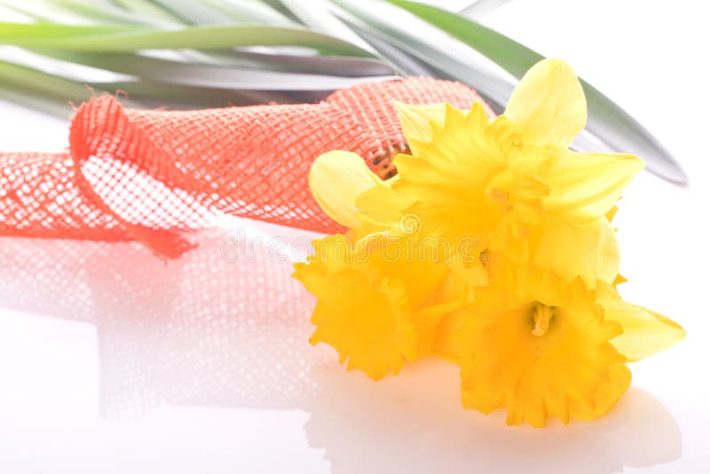 Daffodils Plant with Orange Silk Ribbon Stock Image - Image of fabric ...