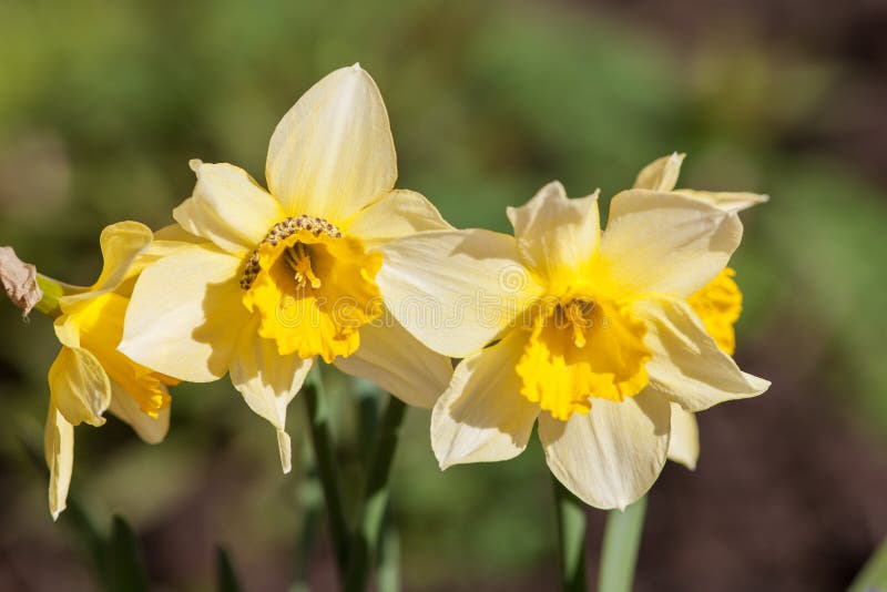 Yellow daffodils in spring stock photo. Image of yellow - 87678626