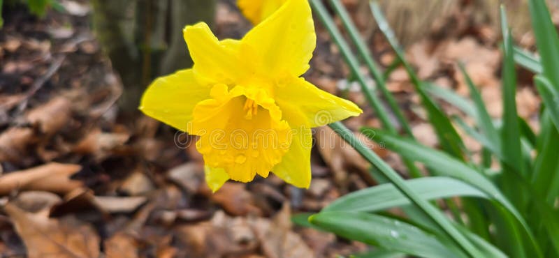 Yellow Daffodils - Daffodils - in Spring at Easter Stock Photo - Image ...