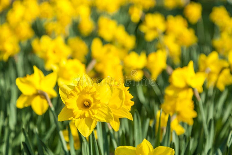Yellow Daffodils Spring Flowers Meadow Stock Image - Image of easter ...