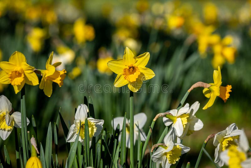 Vibrant Daffodils in the Spring Sunshine Stock Image - Image of floral ...