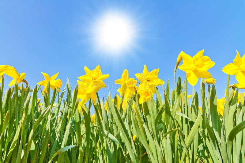 Yellow Daffodils in Spring Sun Stock Image - Image of bavaria ...