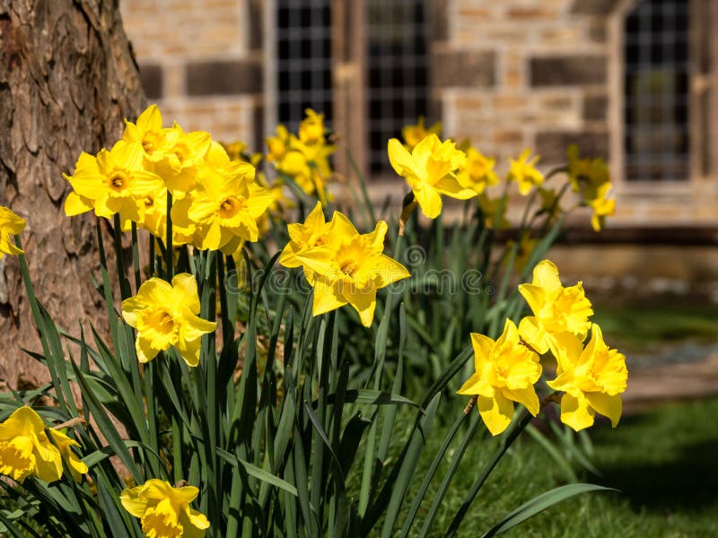 Yellow Daffodils in the Spring Time Stock Photo - Image of floral ...