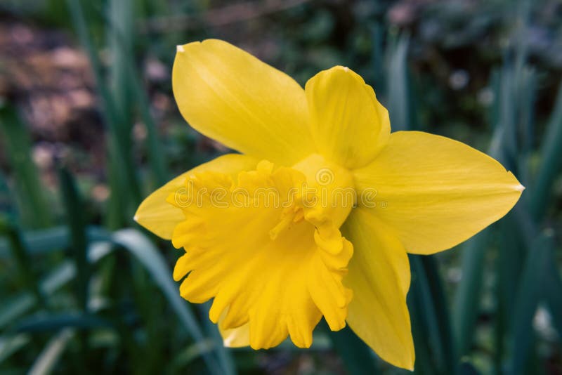 Yellow daffodils in spring stock photo. Image of isolated - 251363420
